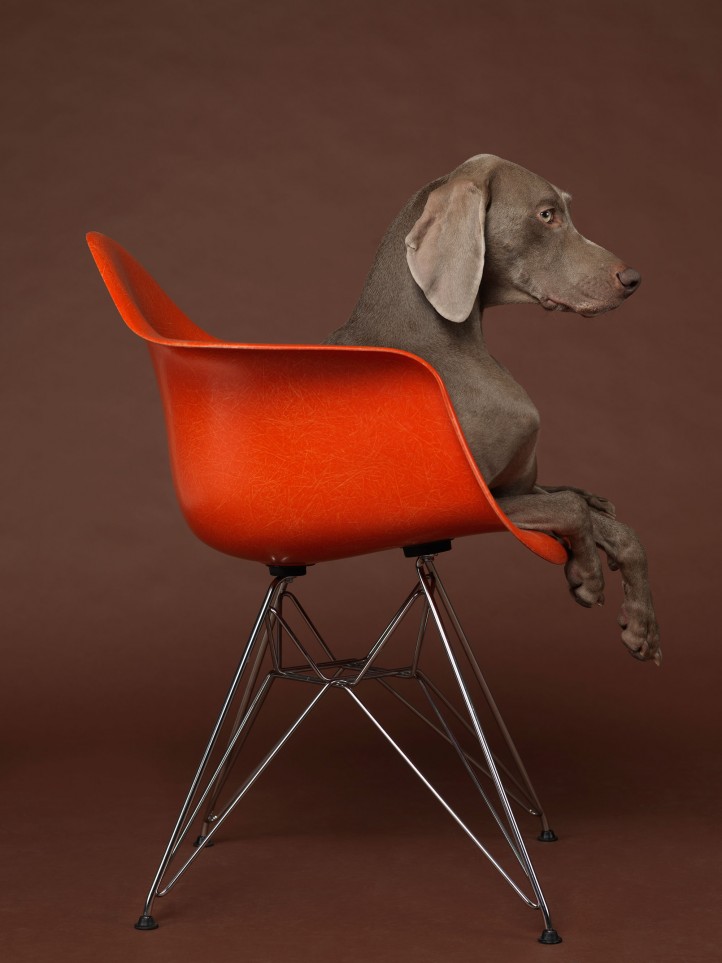 Oddball Dog Art You Just Have to See: Stylish Furniture Gets the Canine ...