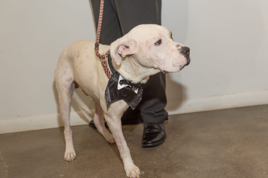 A Reality TV Star, a Celebrity Dog and a Local TV Host Join Forces in ...