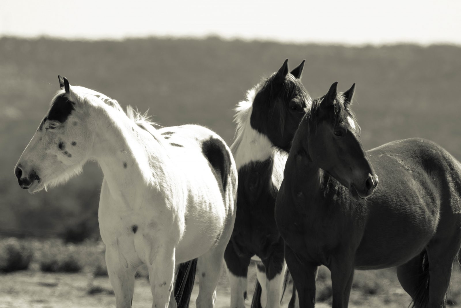 Adorable Miniature Horse Stands Up for His Friends in Houston: Meet Mr ...
