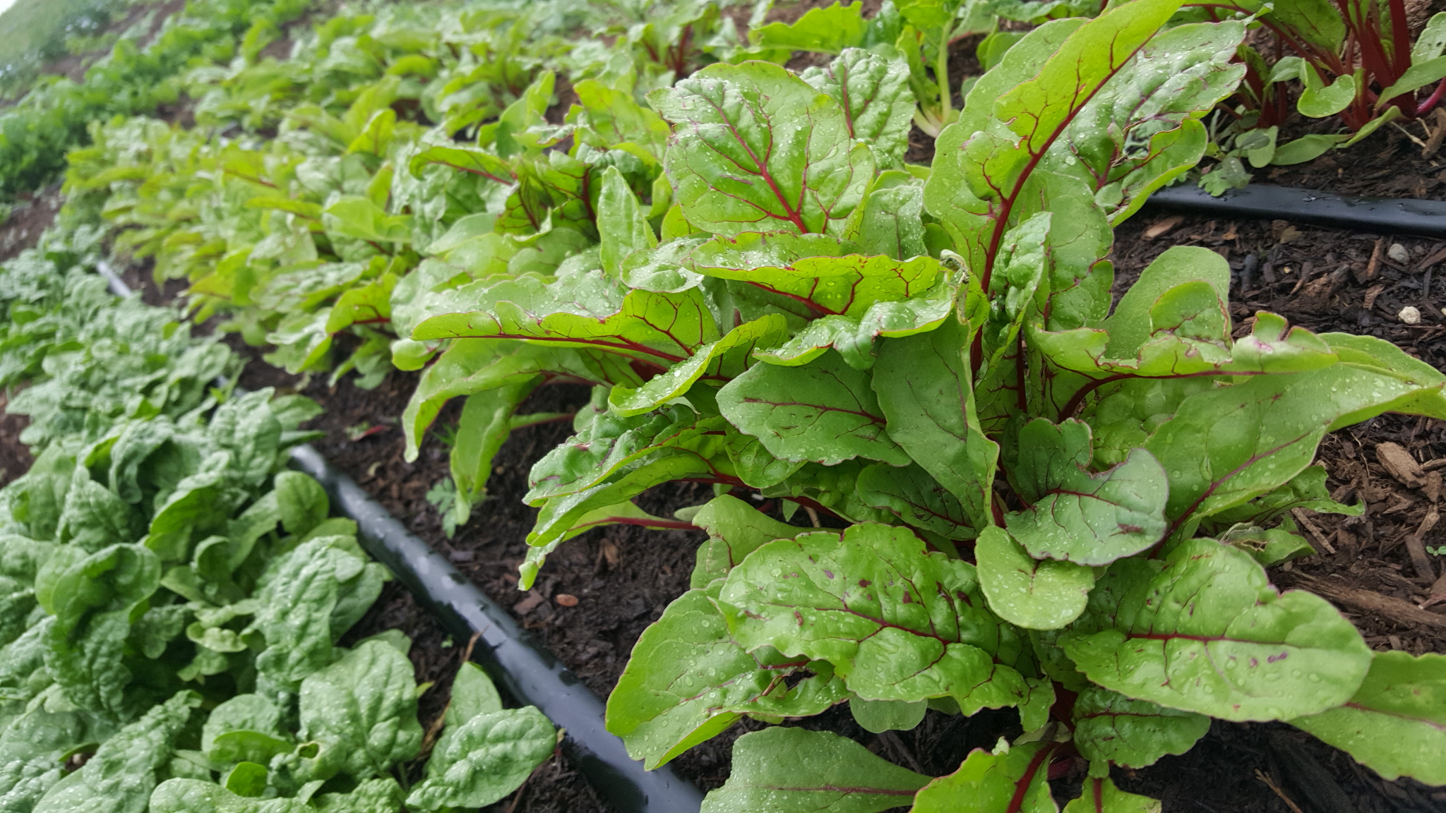 This Dallas Restaurant Takes Farm Fresh to New Extremes: Chef Opens His ...