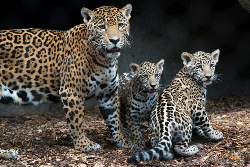 Houston Zoo s Baby Jaguars Are Already Stealing Hearts Beyond Cute Houston Zoo s Baby Jaguars Are Already Stealing Hearts Beyond Cute
