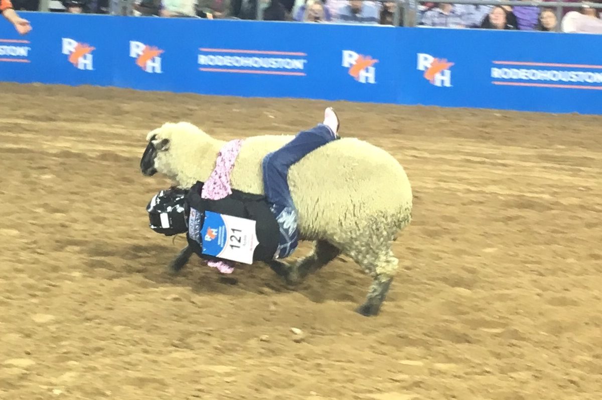 Behind the Scenes at Mutton Bustin' — When Kids and Sheep Collide ...