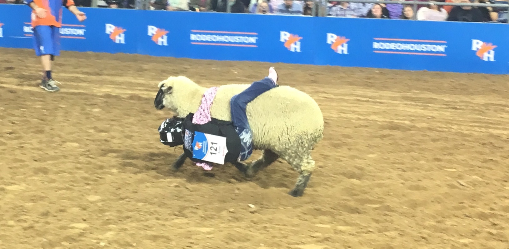 Behind the Scenes at Mutton Bustin' — When Kids and Sheep Collide ...