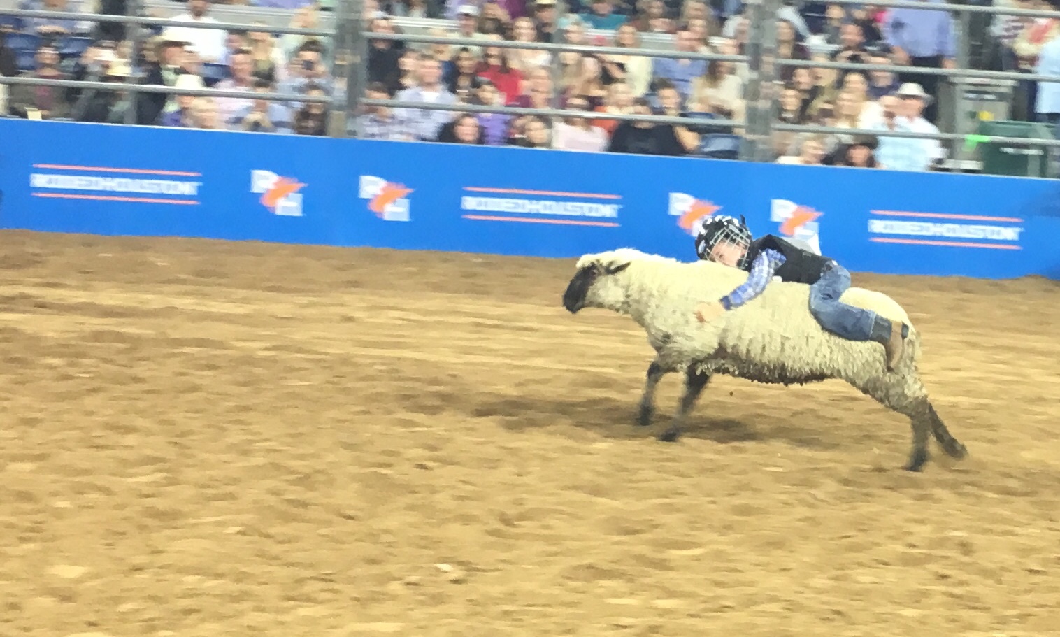 Behind the Scenes at Mutton Bustin' — When Kids and Sheep Collide ...