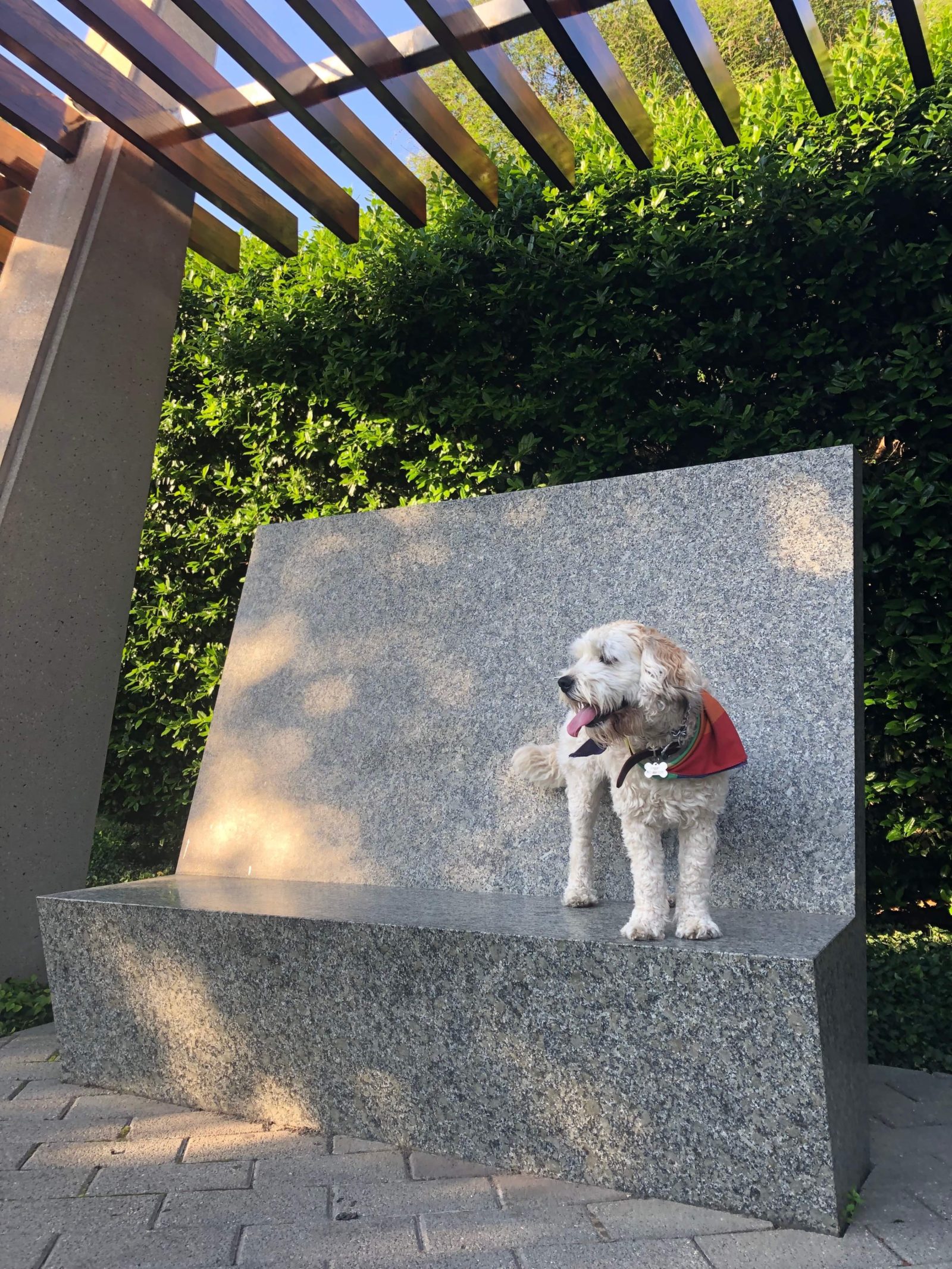 The Dogs of Katy Trail - PaperCity Magazine