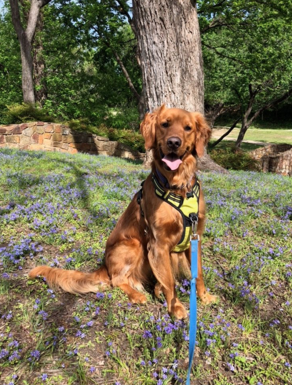 The Dogs of Katy Trail - PaperCity Magazine