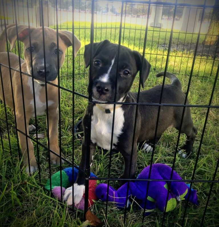 Houston SPCA's New Campus Helps All Animals — and Plenty of People, Too ...