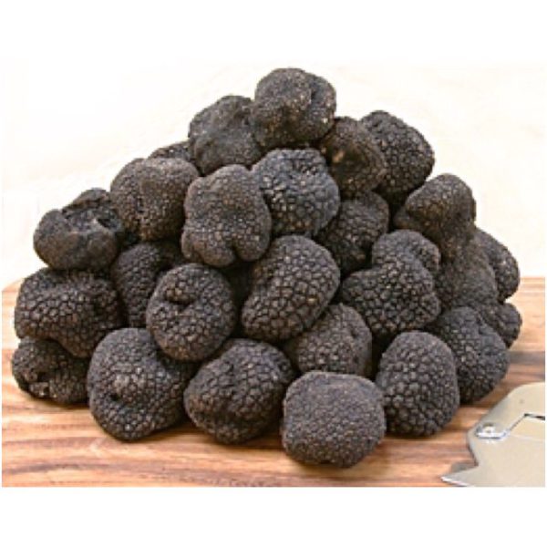 French Truffle Hunt 101 — Everything You Need to Know About Chasing ...