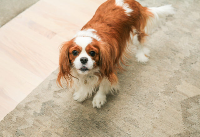 Modernist Houston Art Gallery Celebrates a Milestone With Haunting ...