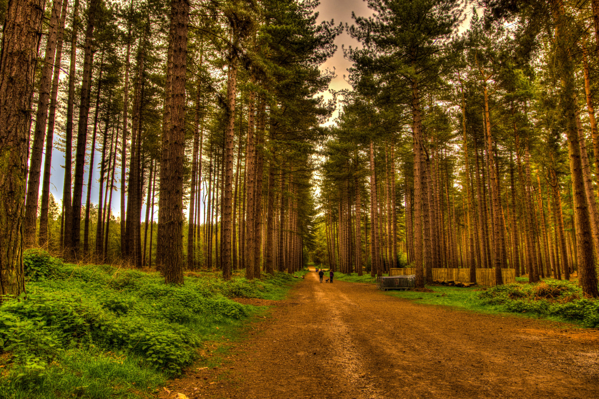 The Most Instagrammed Forests in the World — Stunning Nature Retreats ...