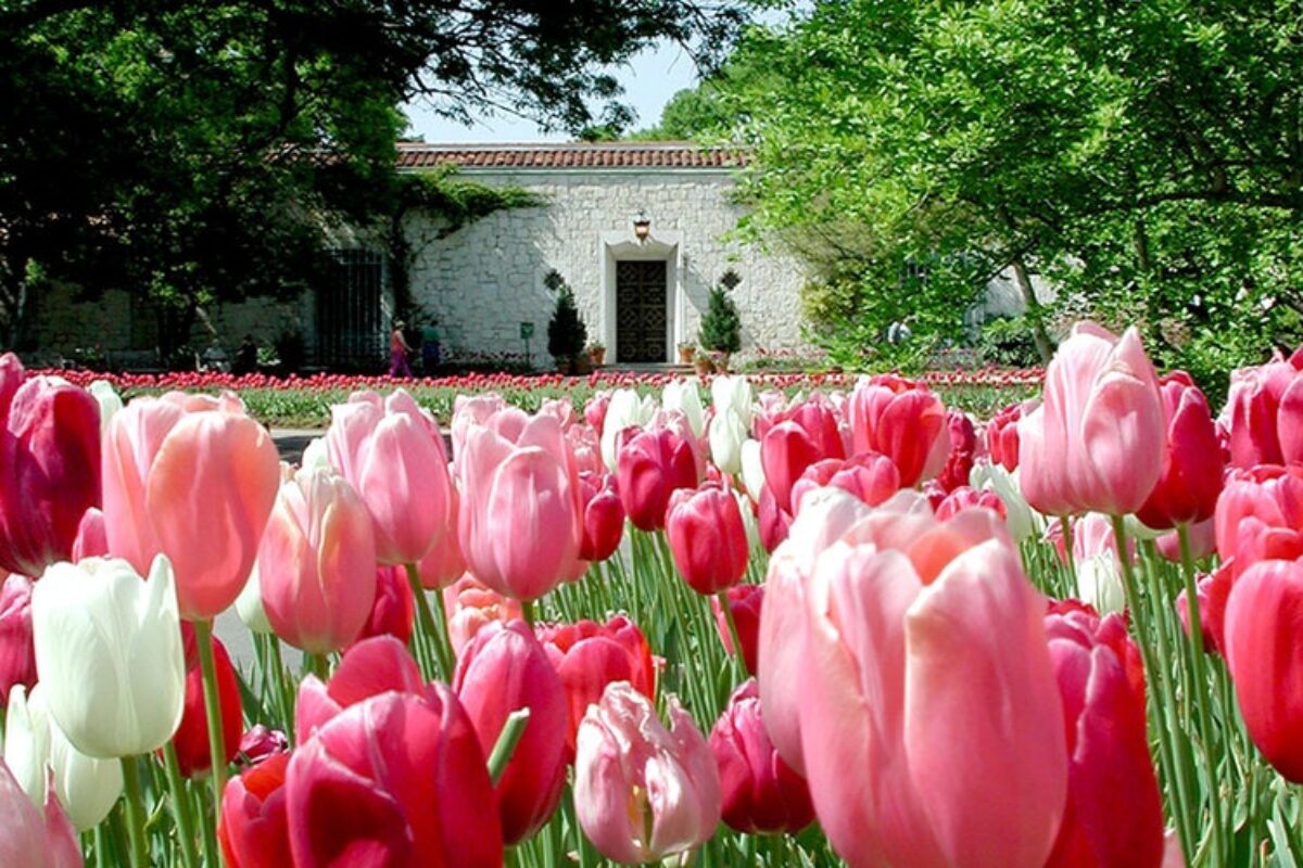 10 Stunning Scenes of Dallas-Fort Worth in Bloom for Spring 2023