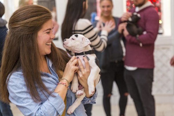 Operation Kindness Pet Adoptions at Galleria Dallas - PaperCity Magazine