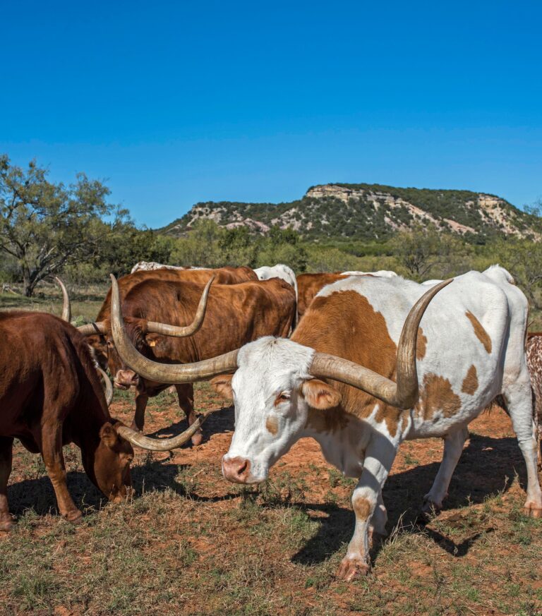 Texas' Most Legendary Steakhouse Is a Small Town Wonder — the Magic of ...