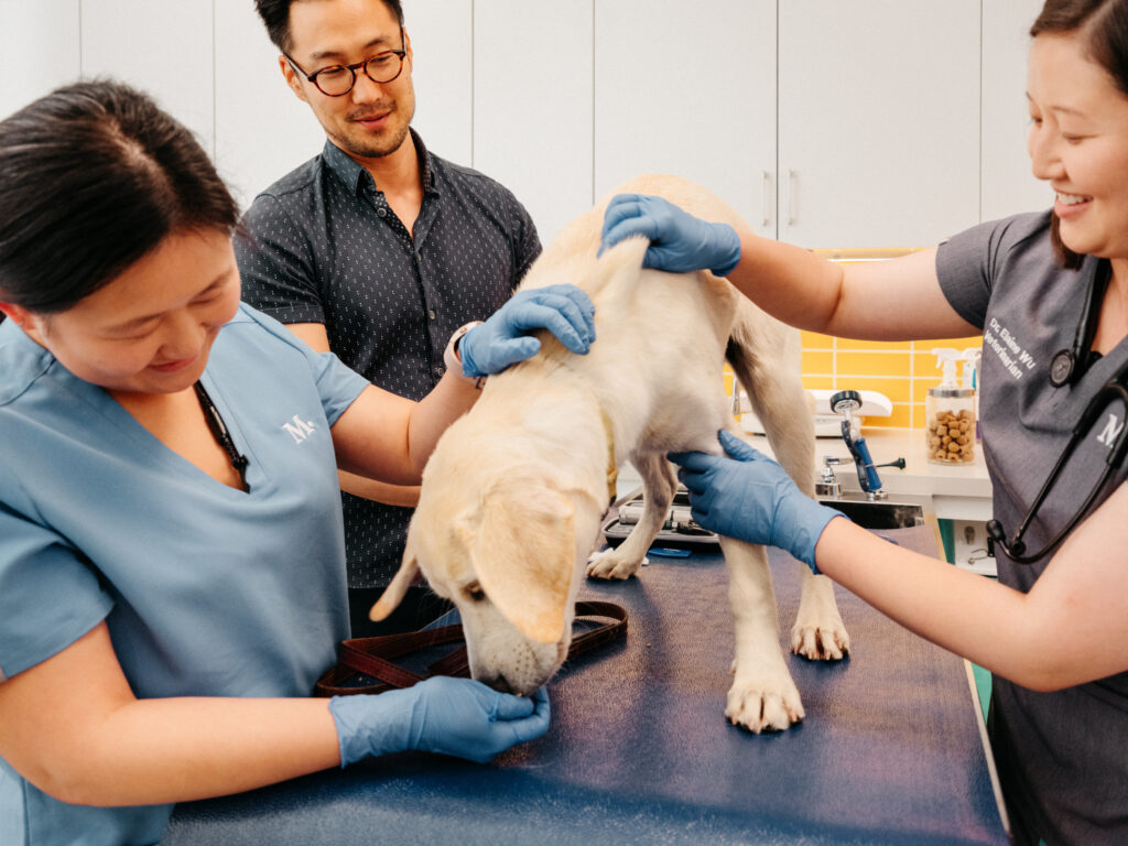 Modern Animal Launches in Dallas — Making Pet Care Accessible, Flexible ...